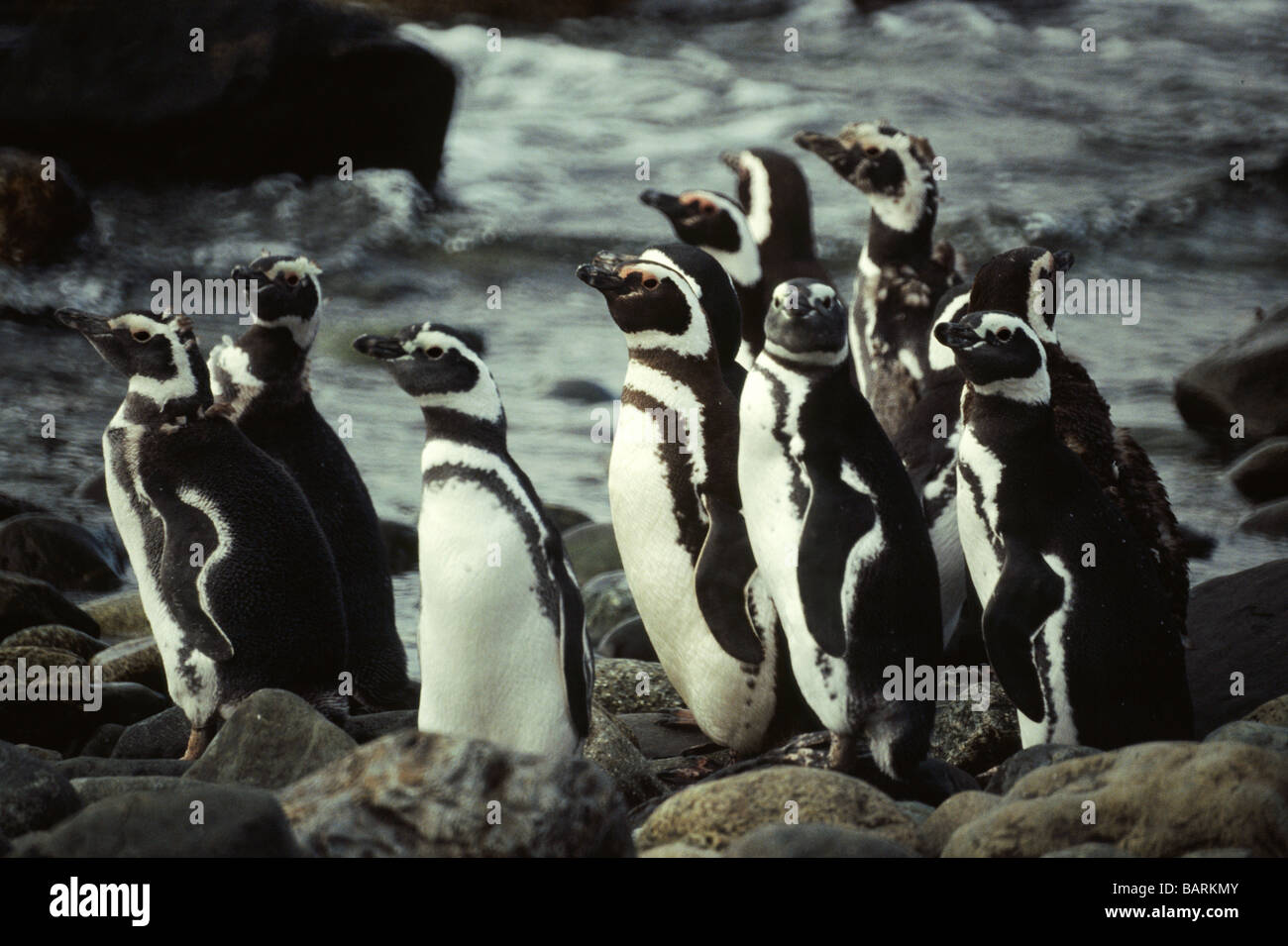 Birds;Penguins;Magellanic Penguin;'Sphenscus magelanicus';Birds in the ...