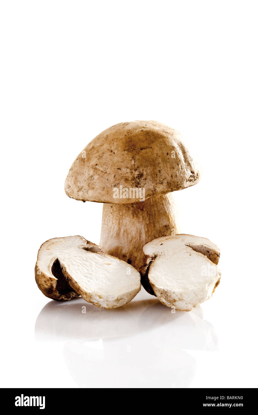 Fungi cross section hi-res stock photography and images - Alamy