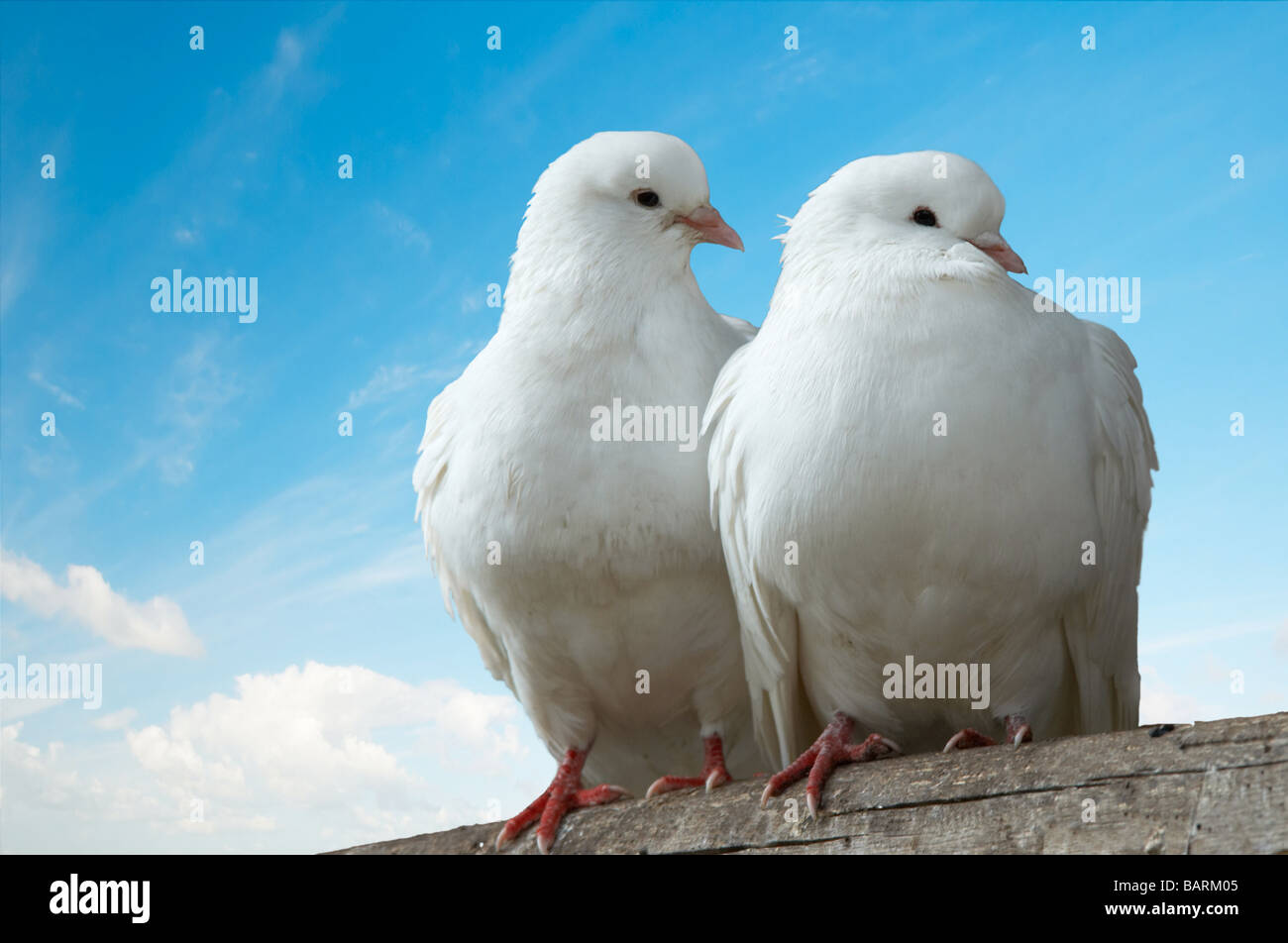 Blue love birds hi-res stock photography and images - Alamy