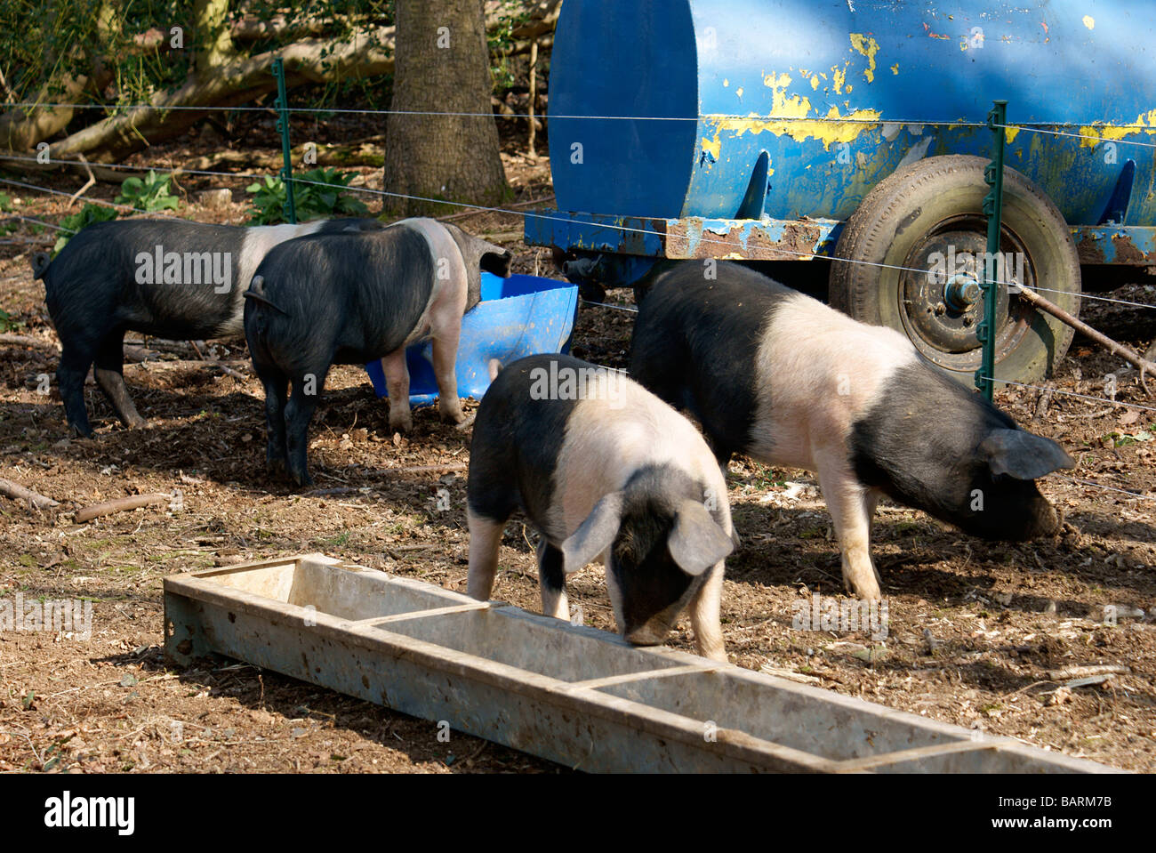 Pig pork freerange hi-res stock photography and images - Alamy