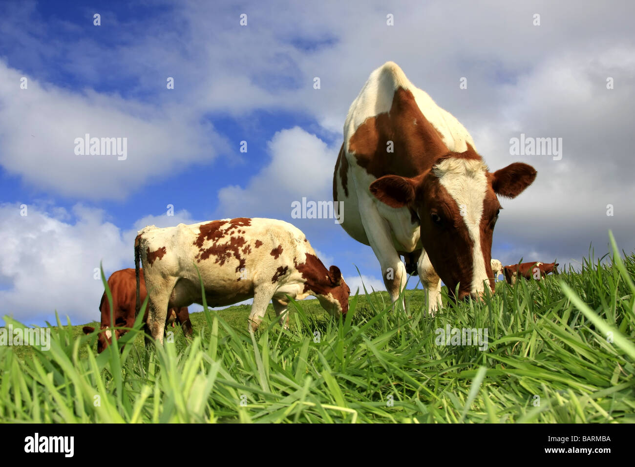 Perspective of a cow feeding in a field of grass seeing from a low ...