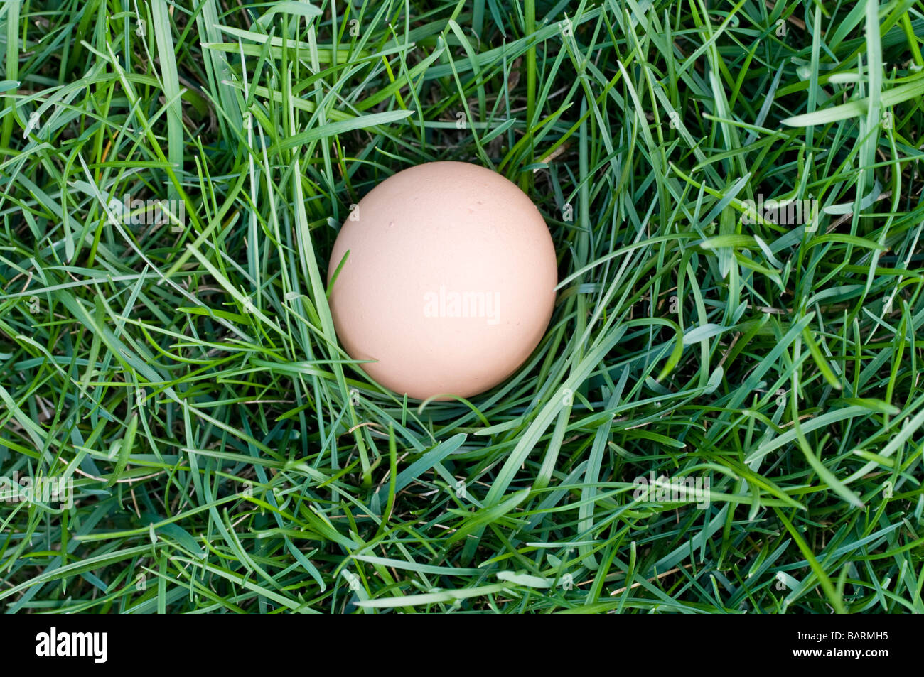 Brown egg in the grass Stock Photo - Alamy