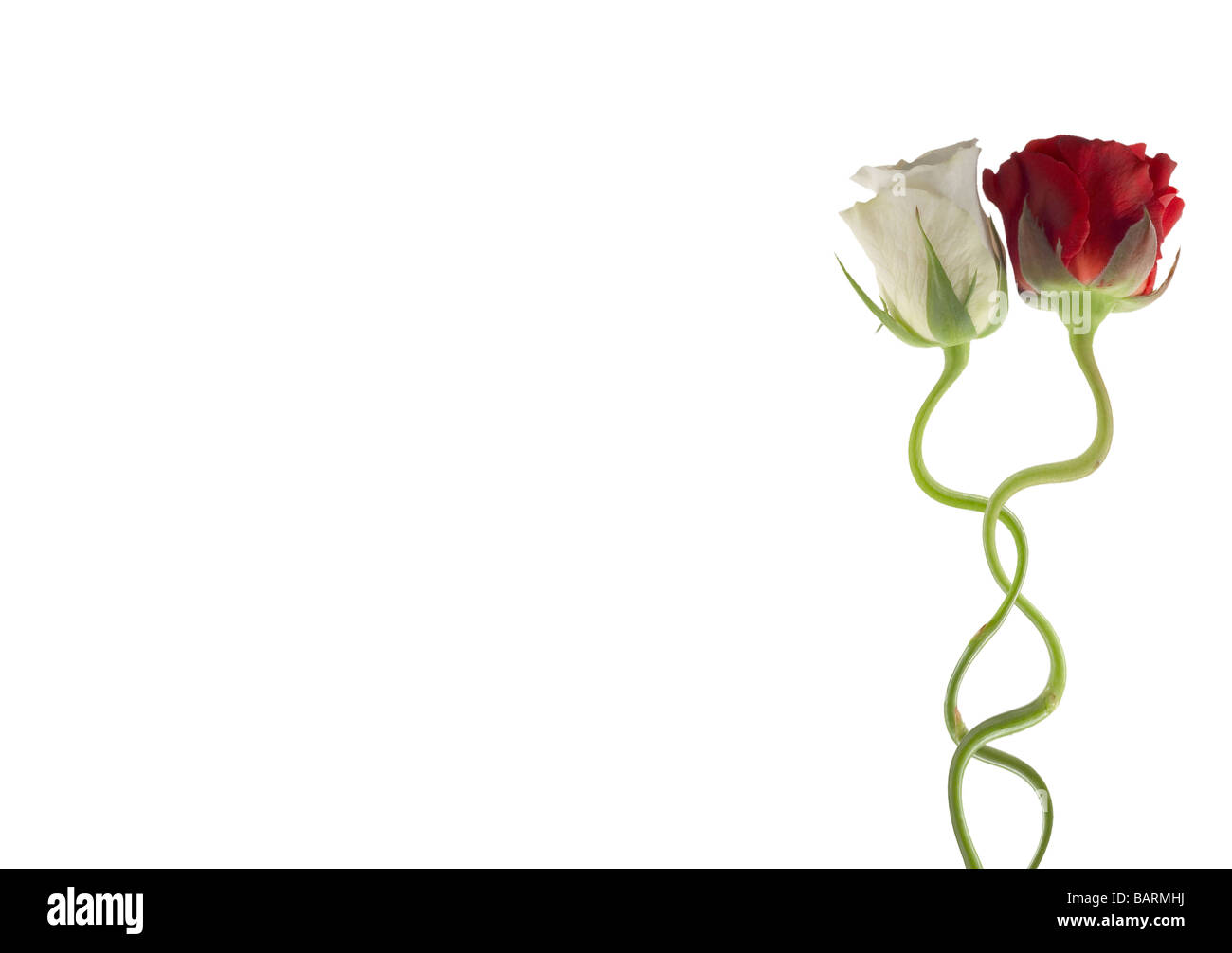Two roses together isolated on white clipping path included Stock Photo ...