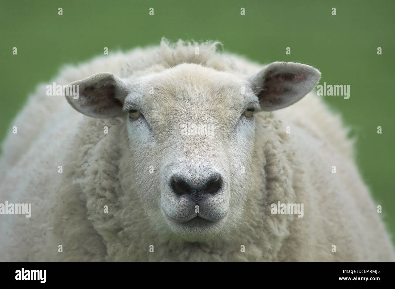 Portrait of a Sheep Stock Photo - Alamy