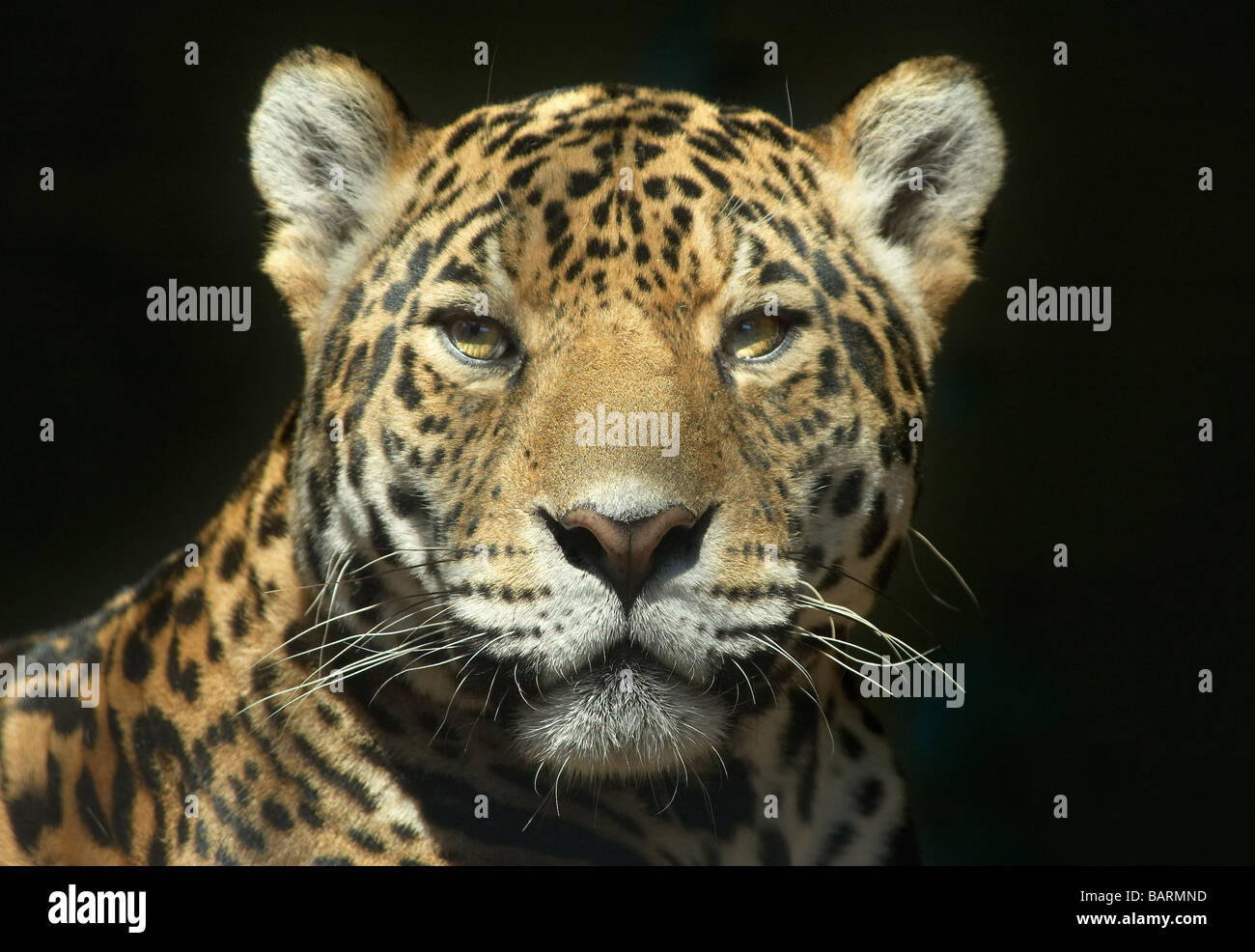 Leopard looking straight at the camera Stock Photo - Alamy