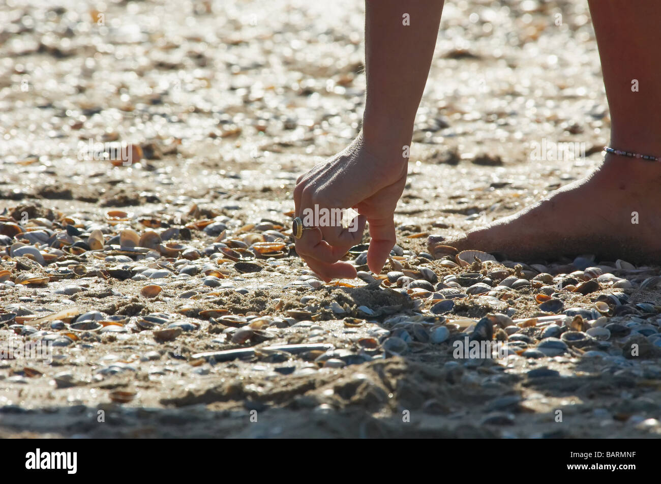 Woman picking up seashell hi-res stock photography and images - Alamy