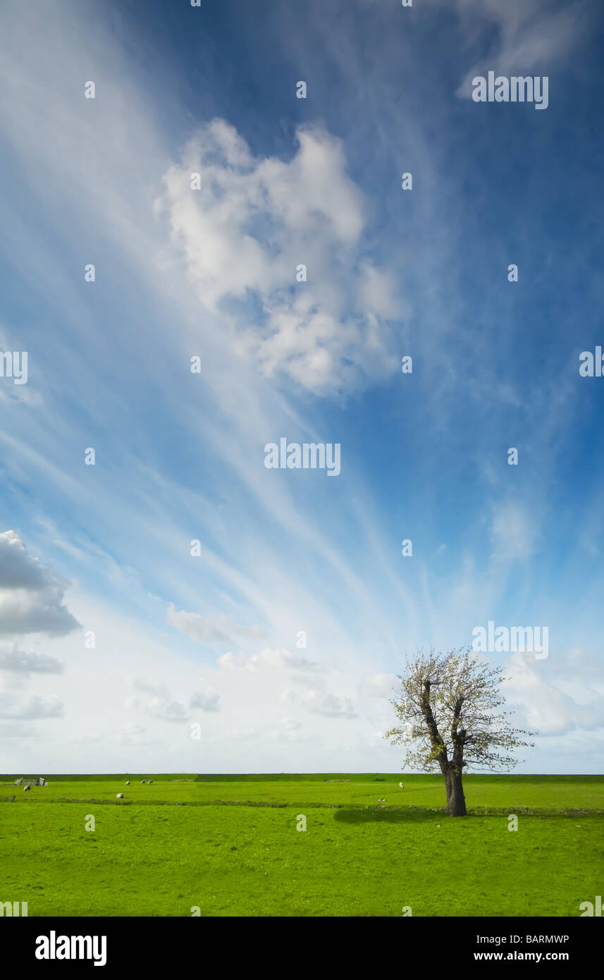 The only tree in the field Stock Photo - Alamy
