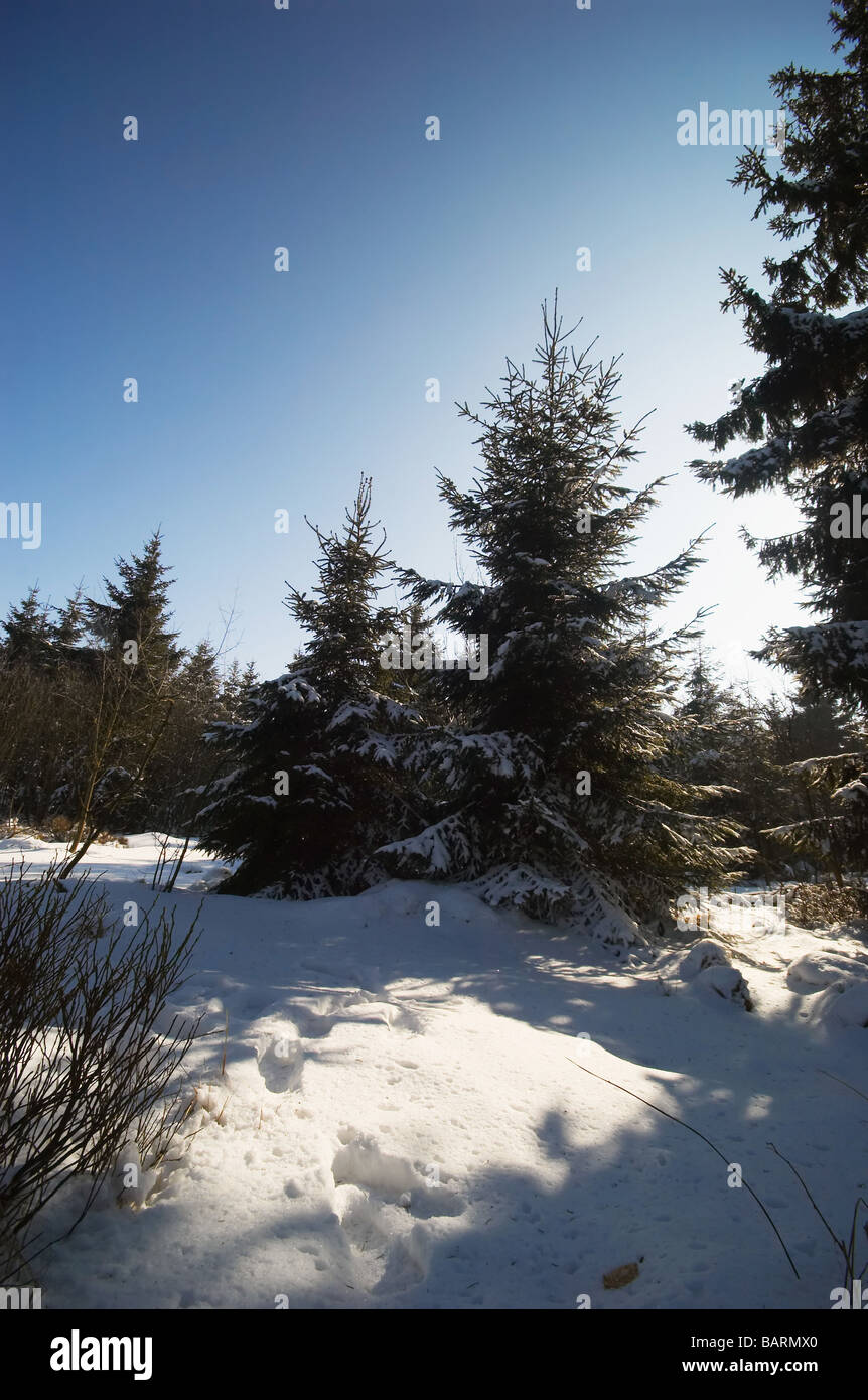forest in winter ardennes belgium Stock Photo - Alamy