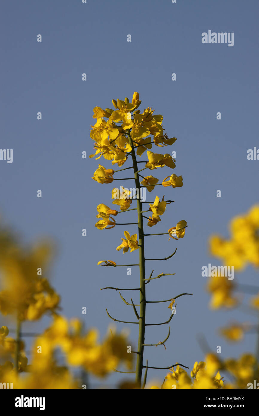 Rape seed oil flower Stock Photo - Alamy