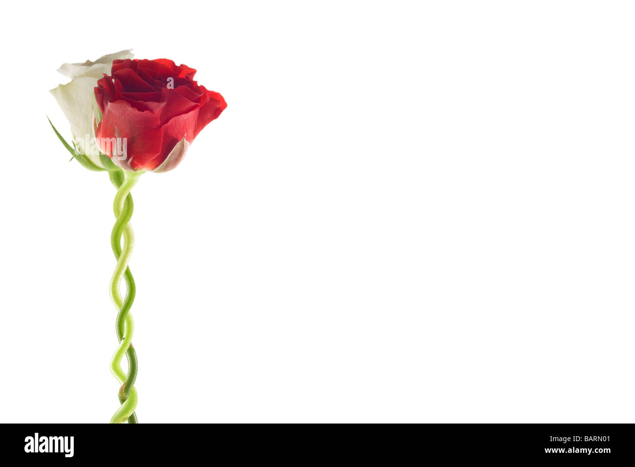 Two roses together isolated on white clipping path included and room to ...