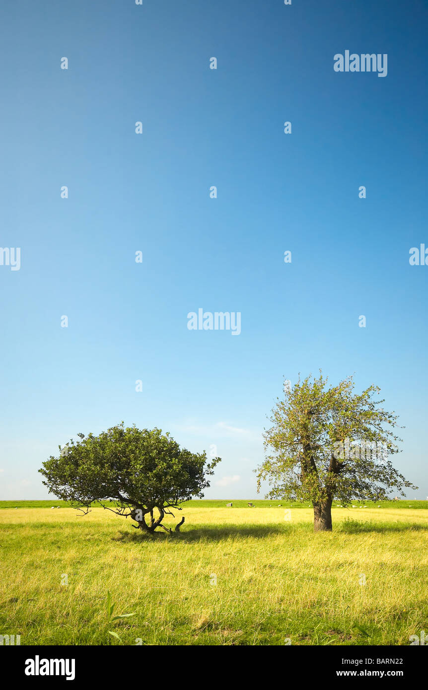 trees in the field Stock Photo - Alamy