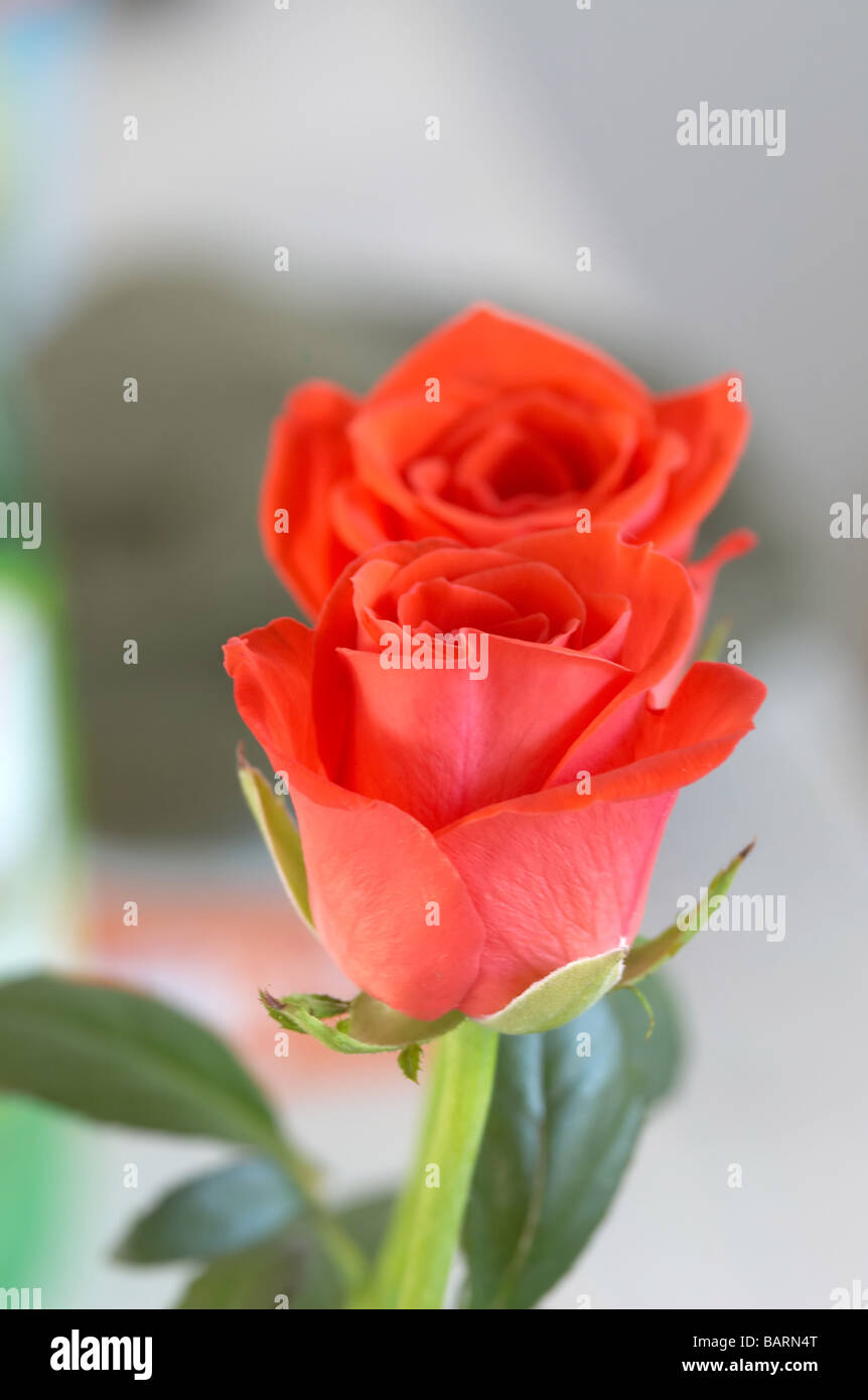 beautiful red rose Stock Photo - Alamy