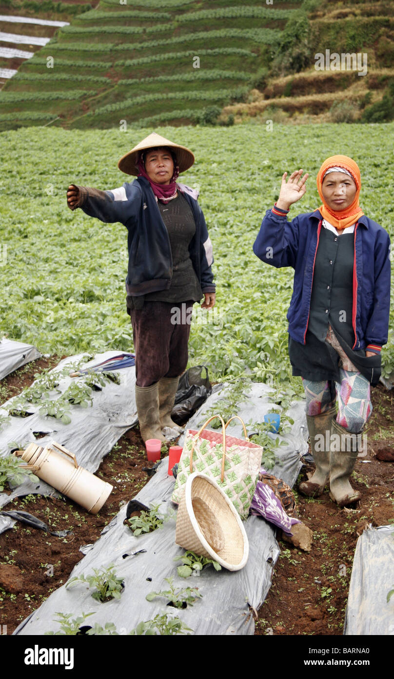 Stock editorial photo of women working in terraces growing potatoes ...