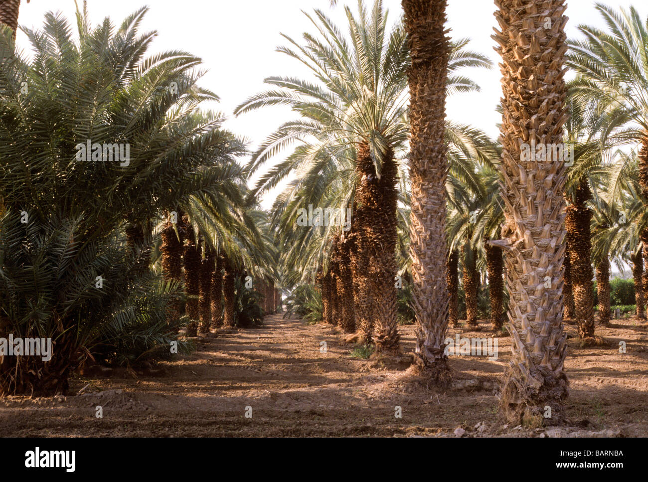 Date palm orchard tree fruit hi-res stock photography and images - Alamy