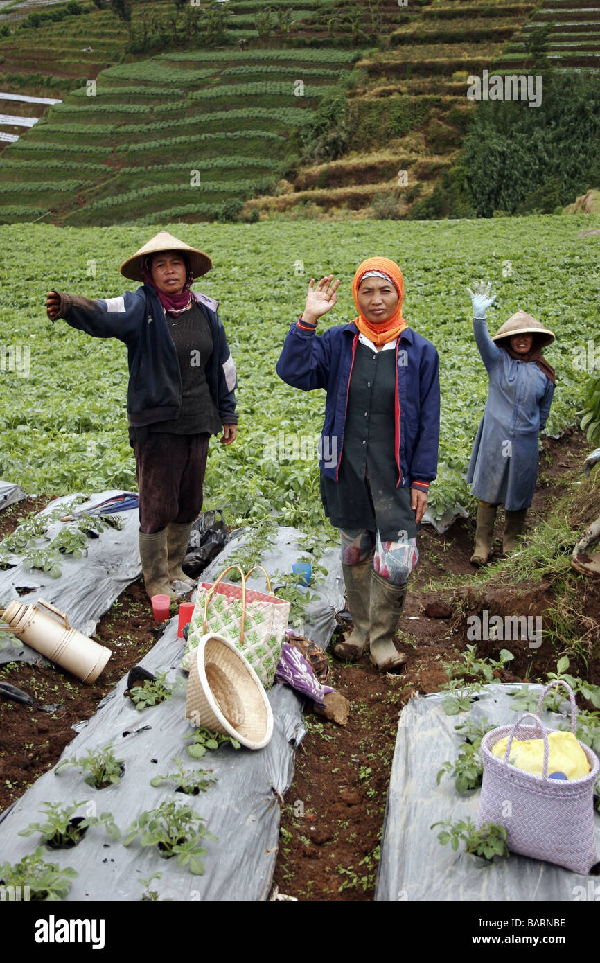 Stock editorial photo of women working in terraces growing potatoes ...