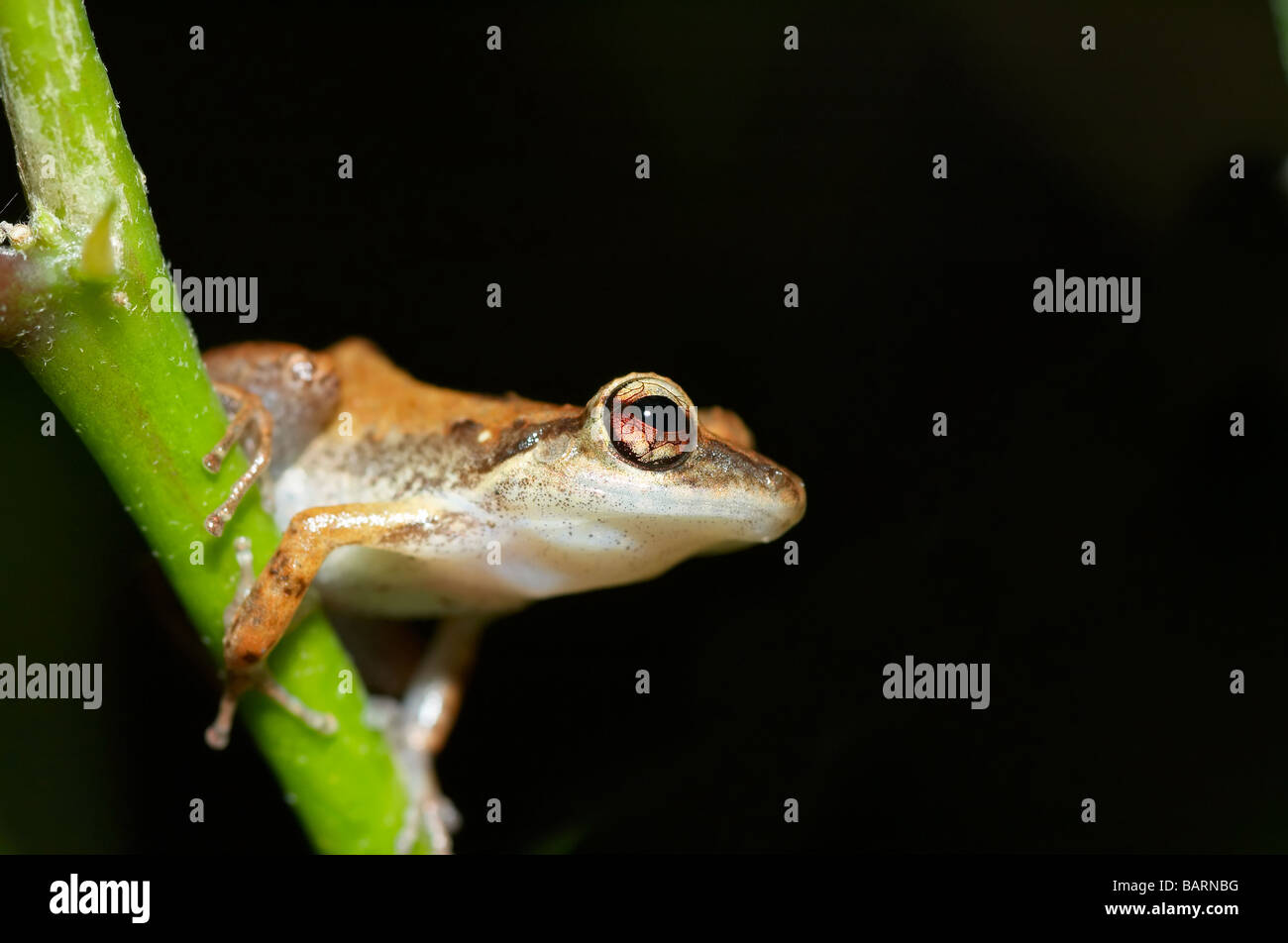 Cute tree frog hi-res stock photography and images - Alamy