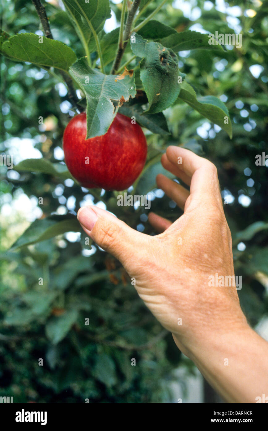 hand pick apple tree harvest tempt food ripe red sweet fruit Stock ...
