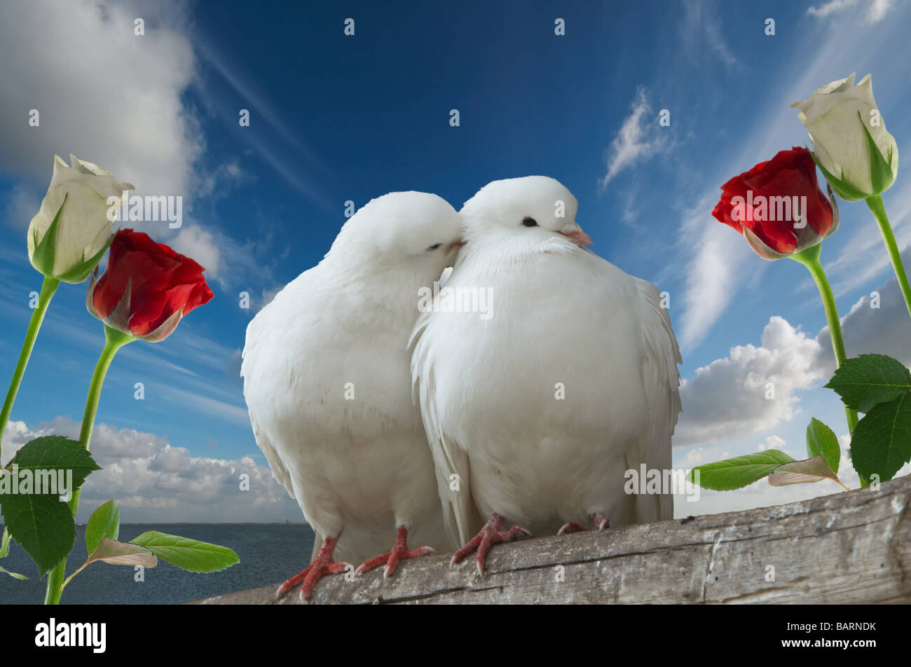 Two love birds hi-res stock photography and images - Alamy