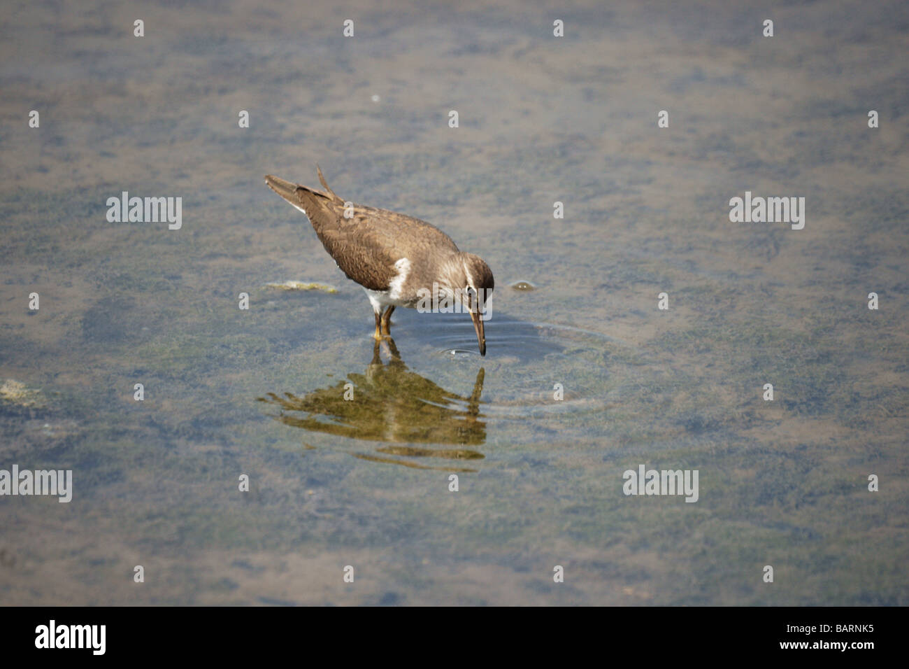 Birds;Waders;Common Sandpiper; 'Artitis hypoleucos'; Adult feeding in ...