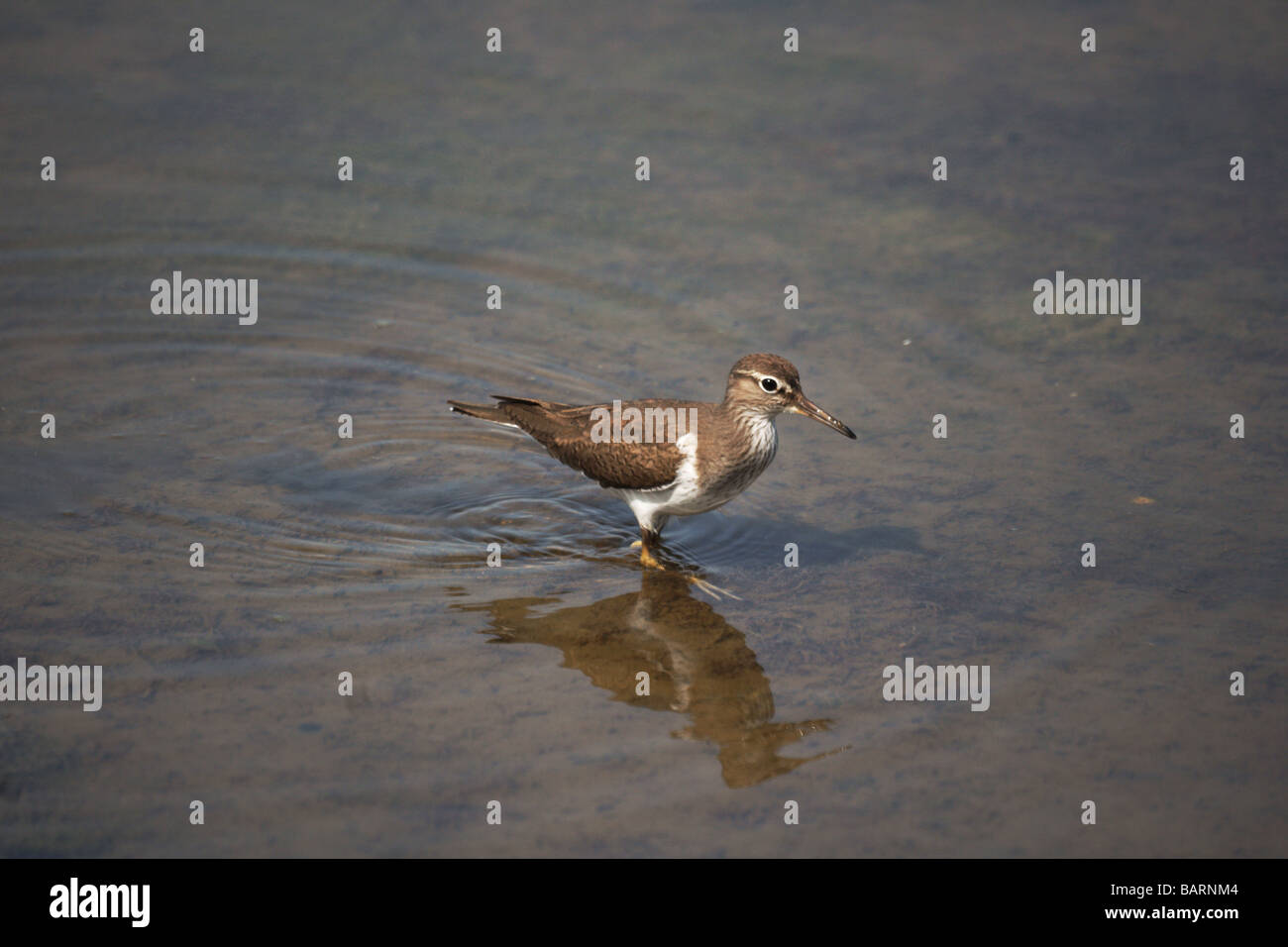 Birds;Waders;Common Sandpiper;'Artitis hypoleucos'; Adult walking in ...