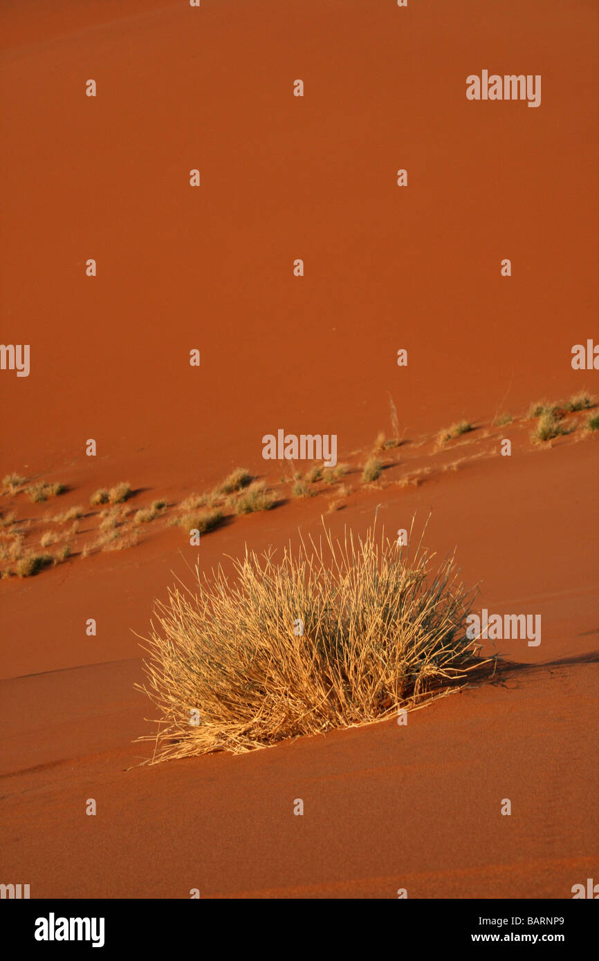Portrait of Dried Grasses Against An Apricot Coloured Sand Background ...