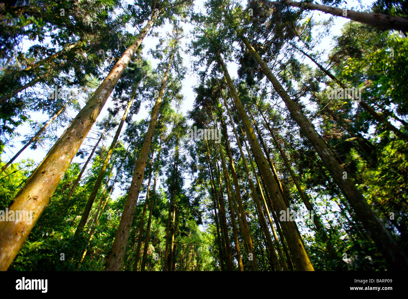 Trees in forest view from below Stock Photo - Alamy