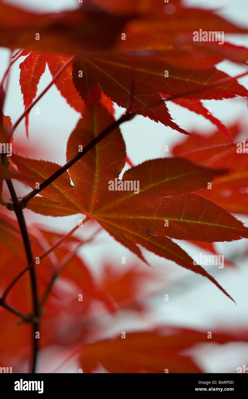 Red leafs japanese maple hi-res stock photography and images - Alamy