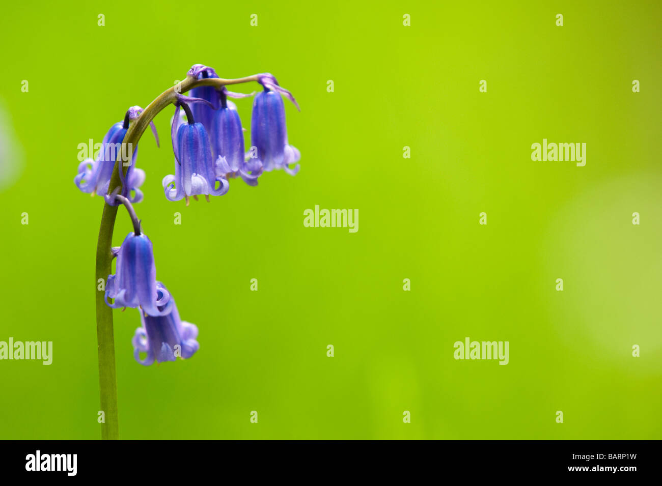 Hyacinthoides non scripta. Bluebell flower in an English woodland Stock ...