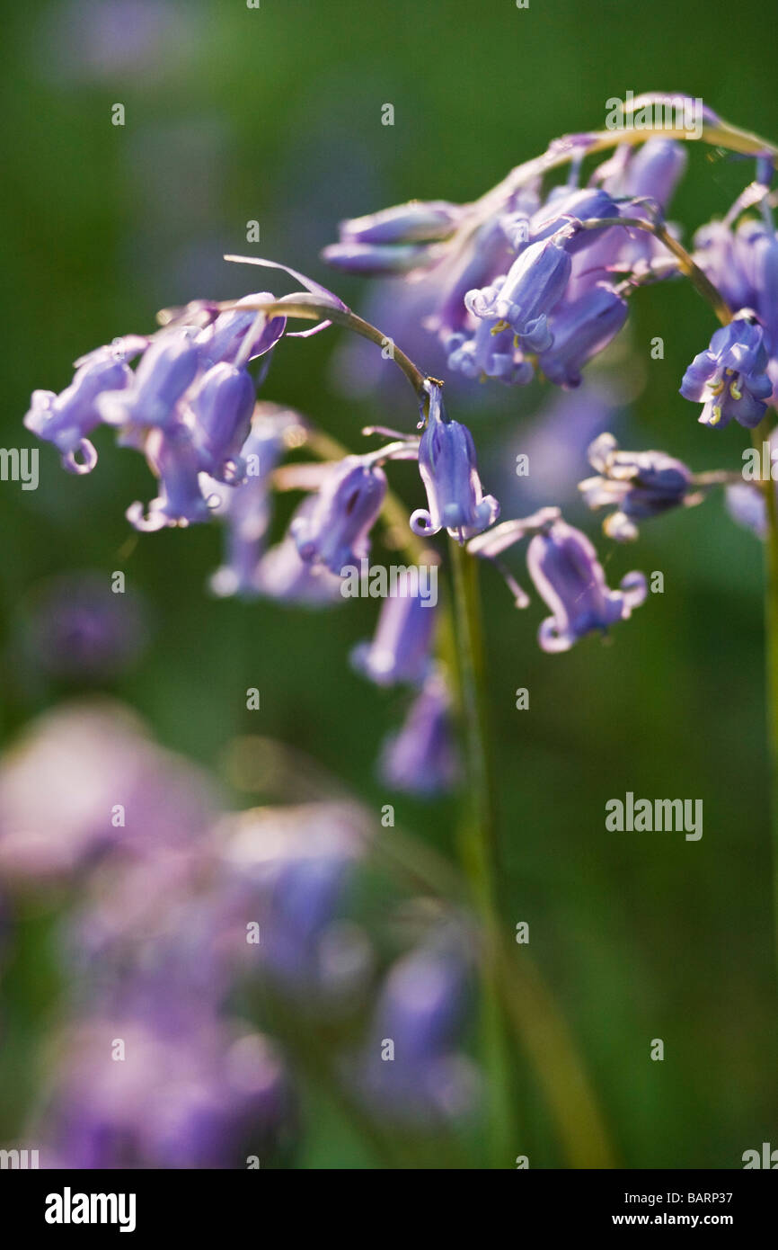 Close up of Bluebells in flower, Soudley Hill, Forest of Dean ...