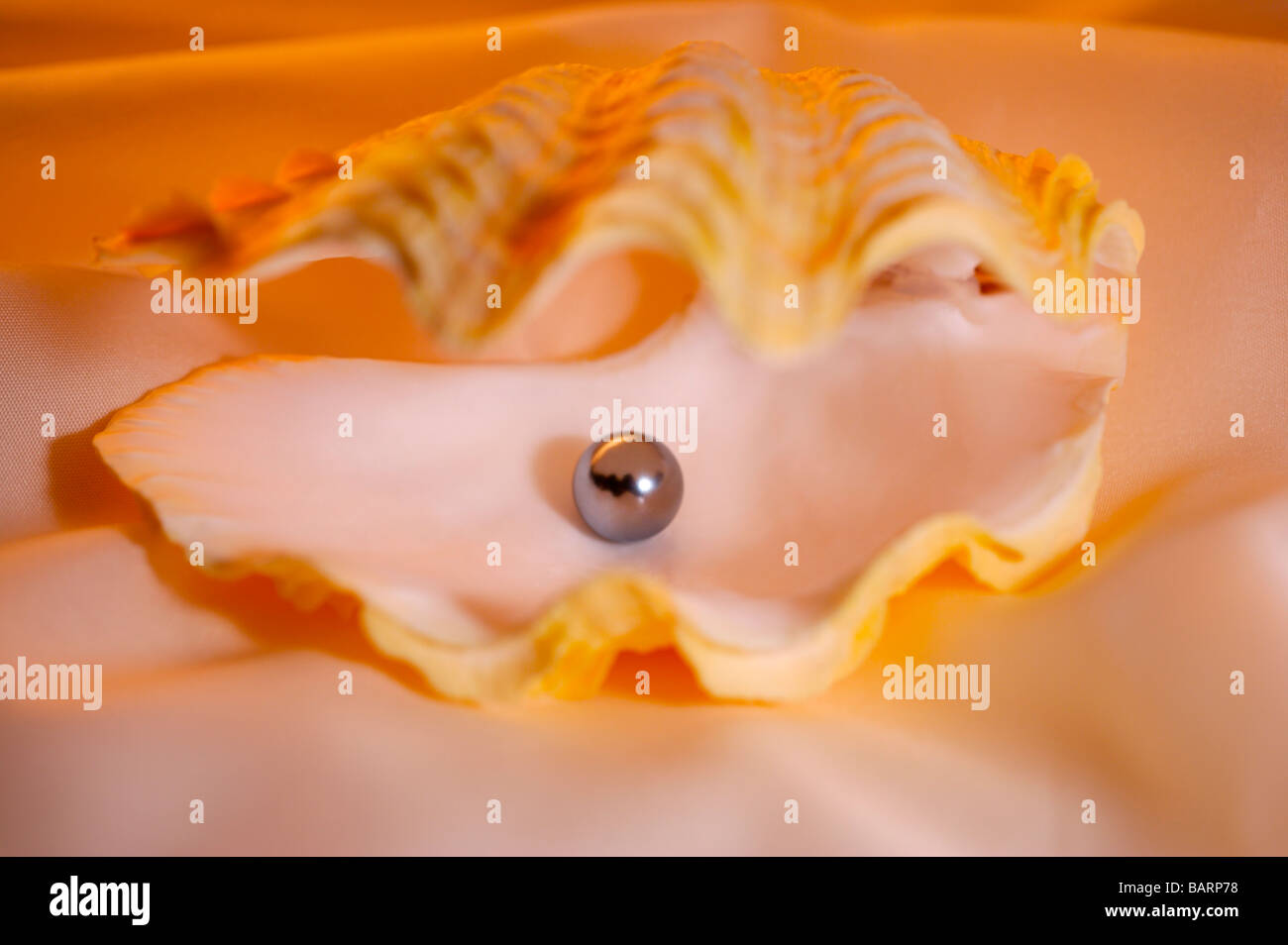 Pearl in mussel shell Stock Photo - Alamy