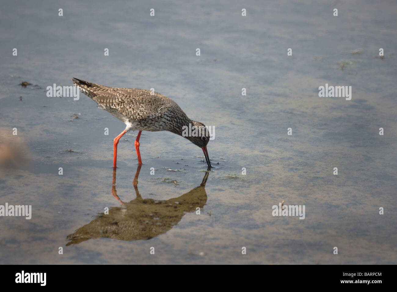 Birds;Waders;Redshank;'Tringa totanus';Adult feeding in shallow water ...