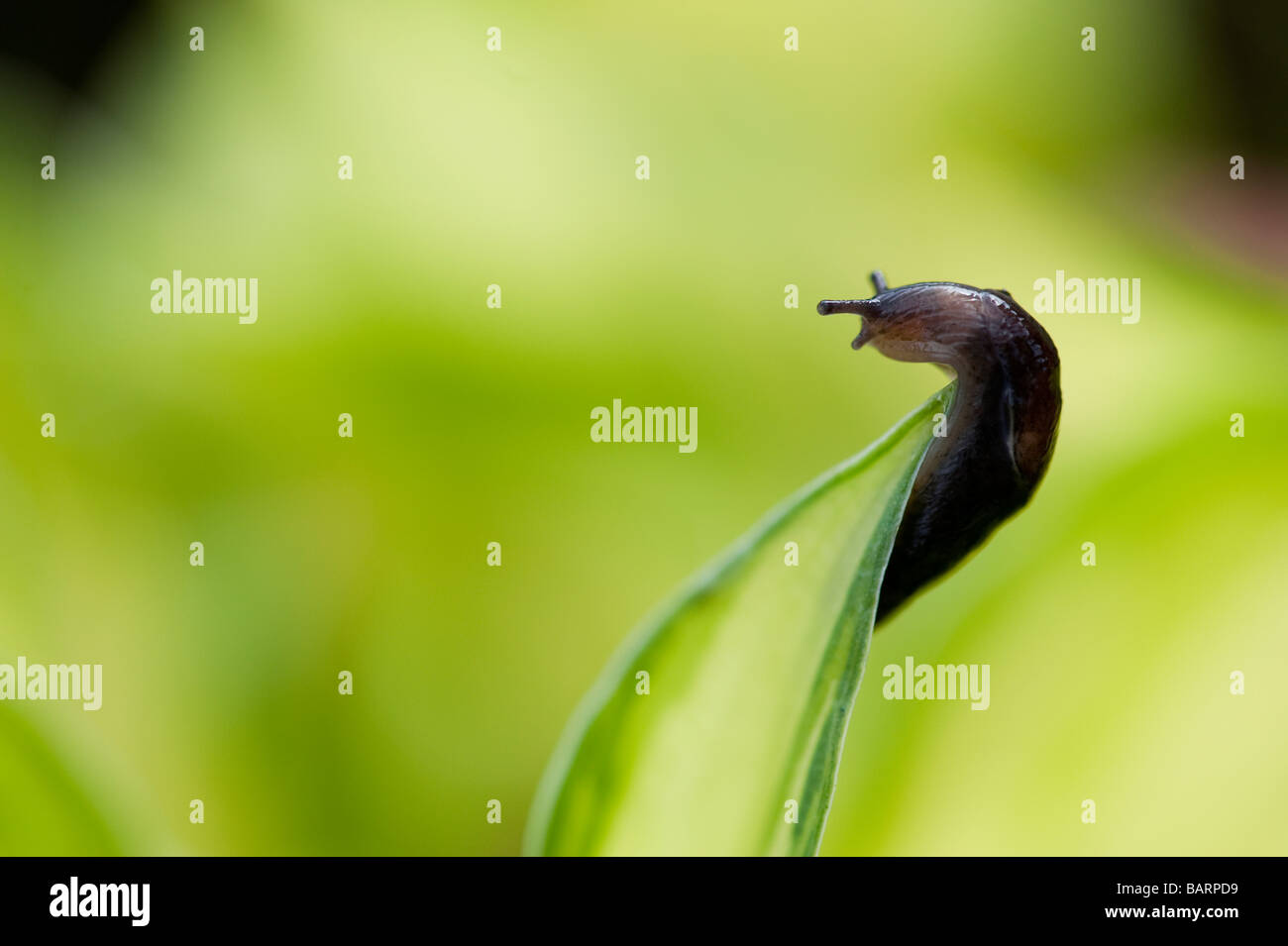Tiny slug on hosta leaf in an english garden. UK Stock Photo - Alamy