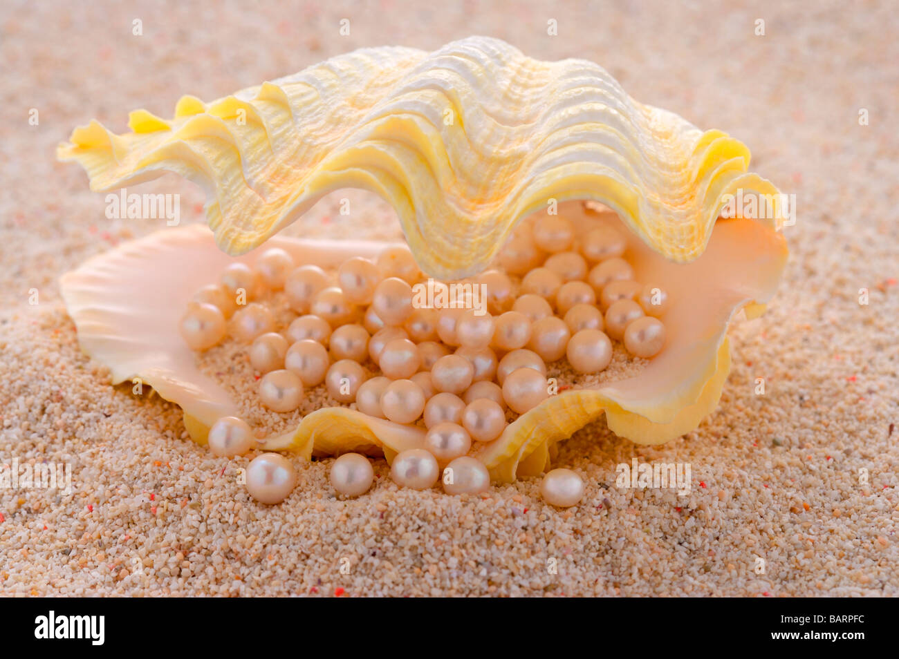 Pearls in open shell hi-res stock photography and images - Alamy