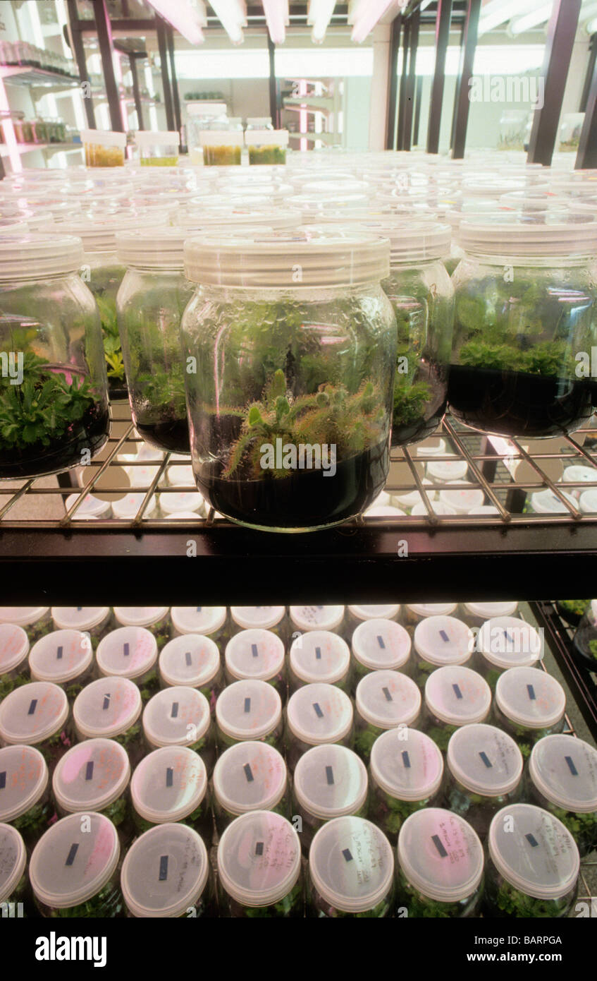 Kew Gardens London England Kew s micro propagation unit with Dichen ...