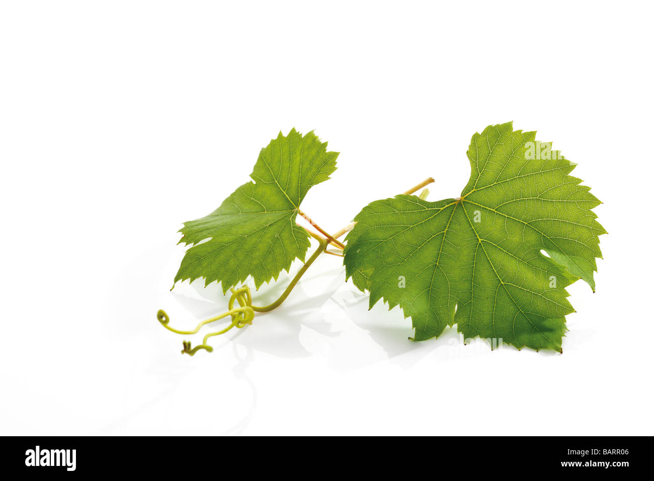 Vine leaves no background Cut Out Stock Images & Pictures - Alamy