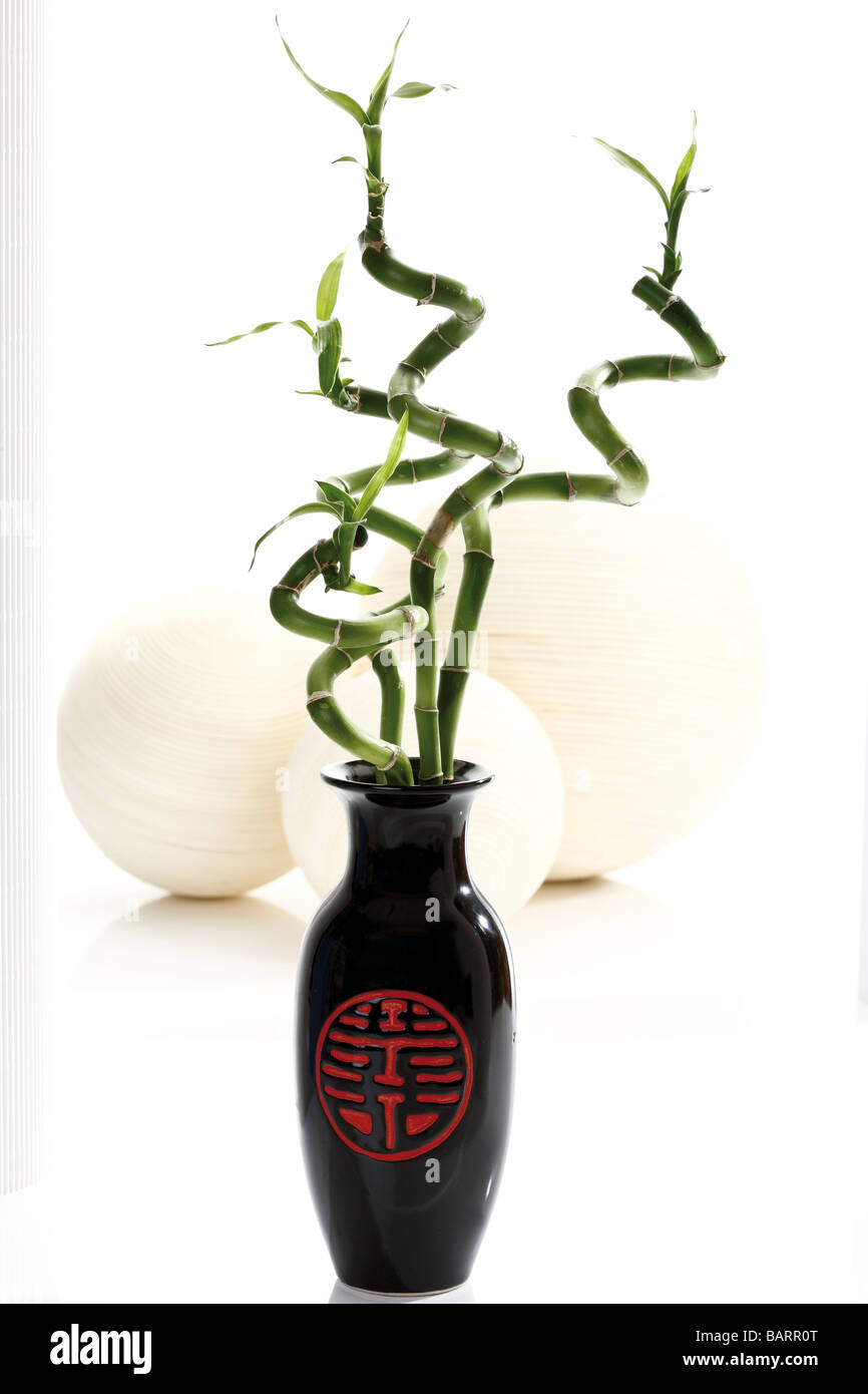 Twisted Chinese bamboo in flower vase Stock Photo - Alamy