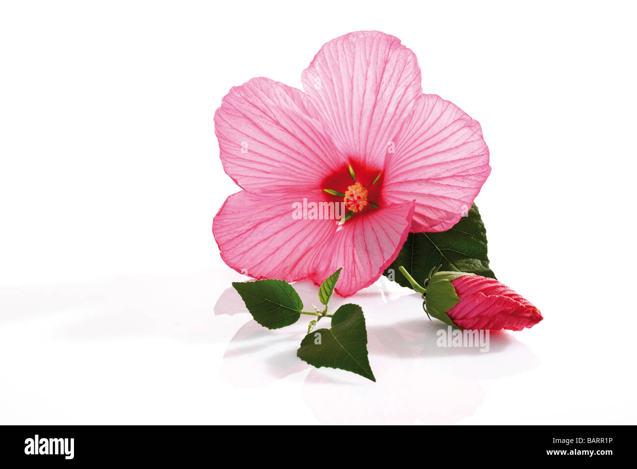 Rose mallow (Hibiscus moscheutos Stock Photo - Alamy