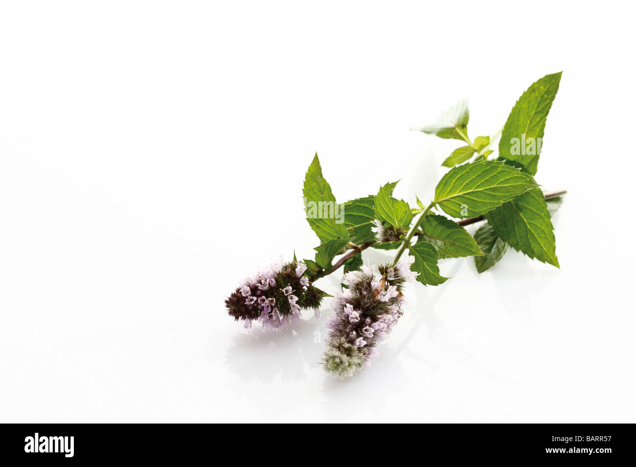 Blooming peppermint ((Mentha x piperita Stock Photo - Alamy