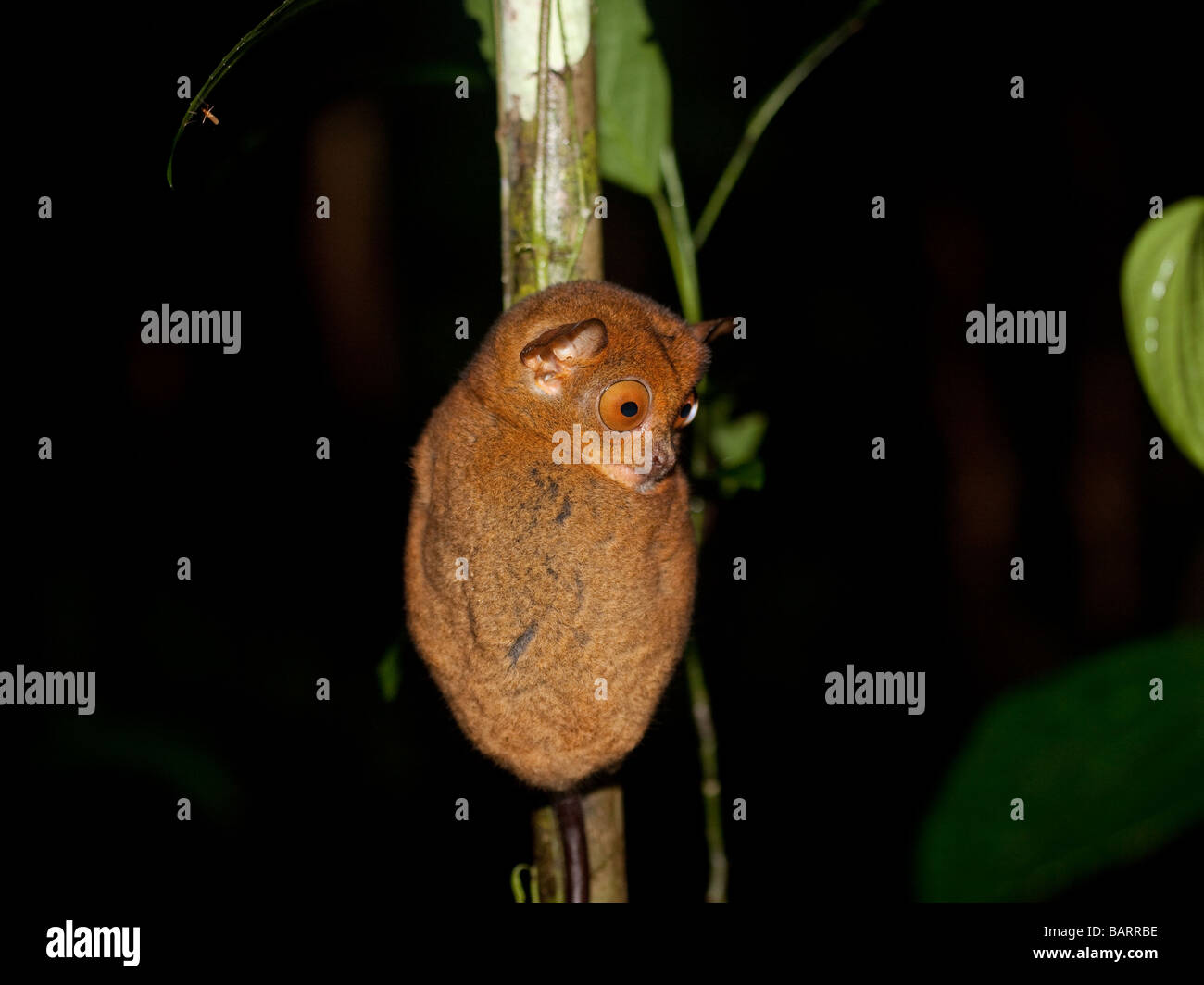Horsfield’s tarsier hi-res stock photography and images - Alamy