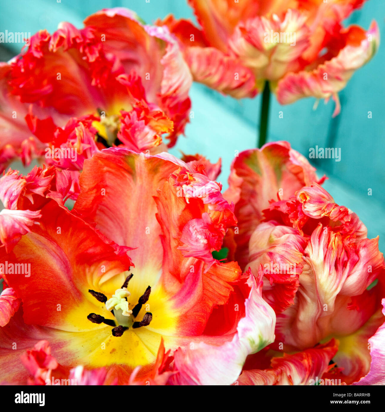 Brightly coloured tulips Stock Photo - Alamy