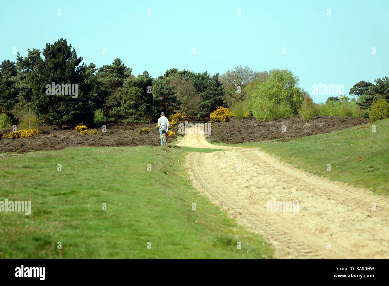 Sandy track heathland Suffolk Sandlings heath Stock Photo - Alamy