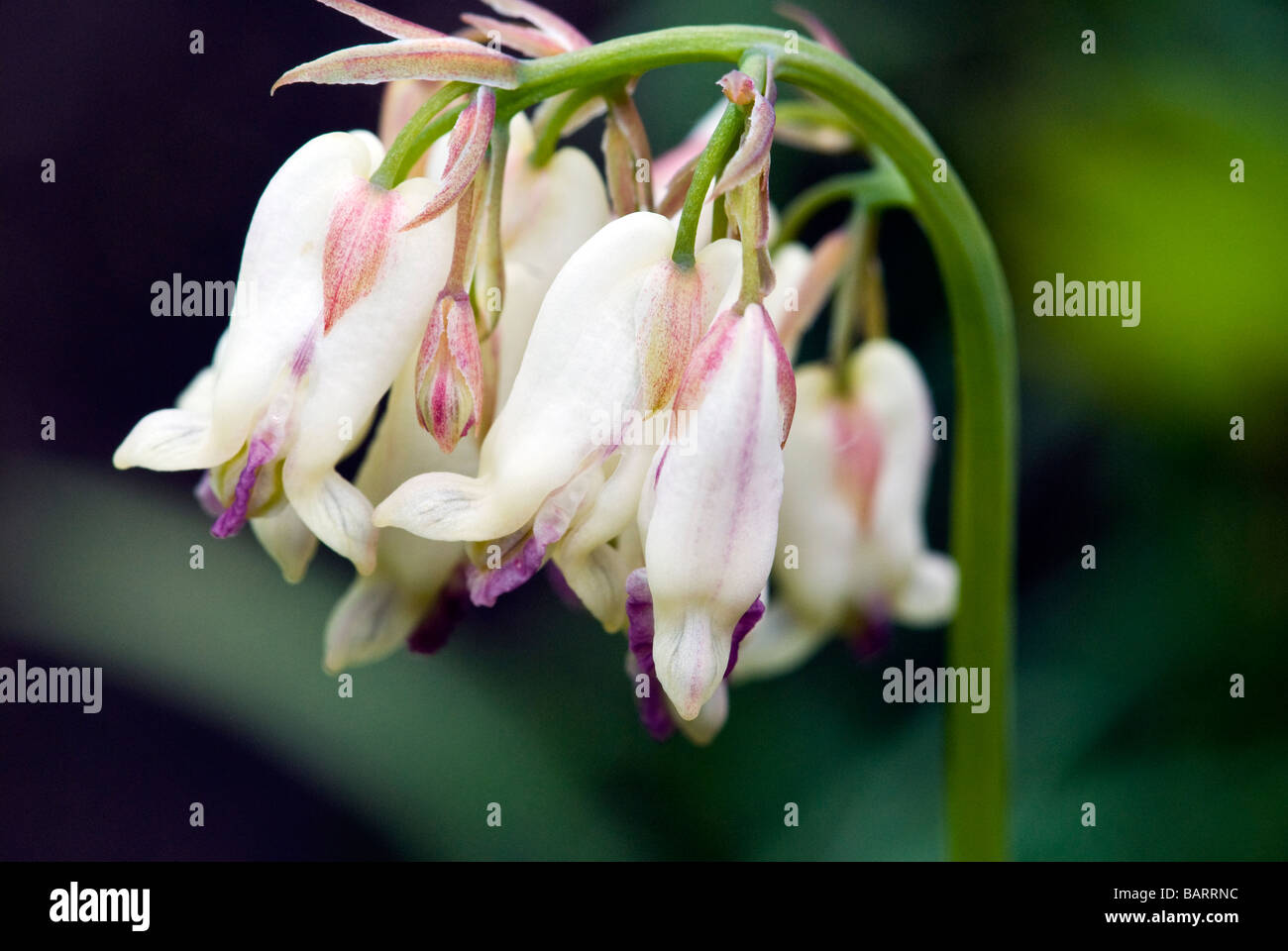 Foliage bleeding hearts hi-res stock photography and images - Alamy