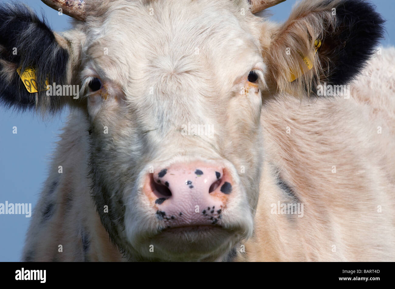 close up of a cow Stock Photo - Alamy