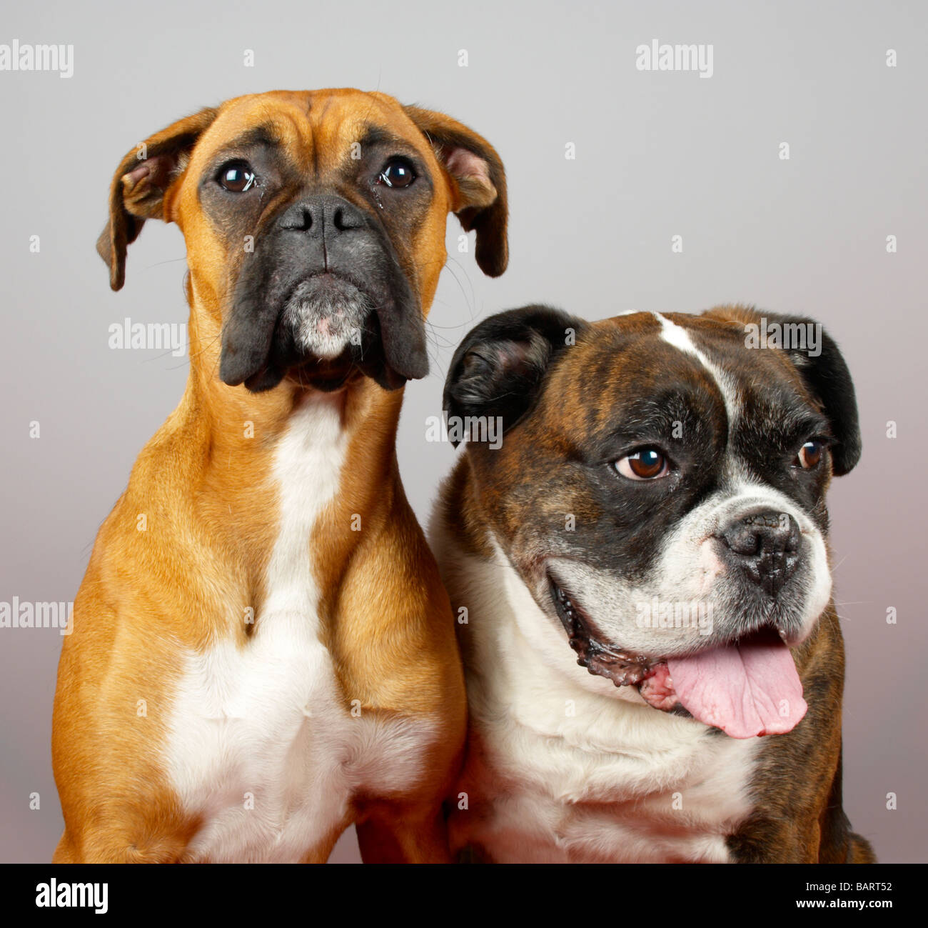 Well behaved boxer hi-res stock photography and images - Alamy