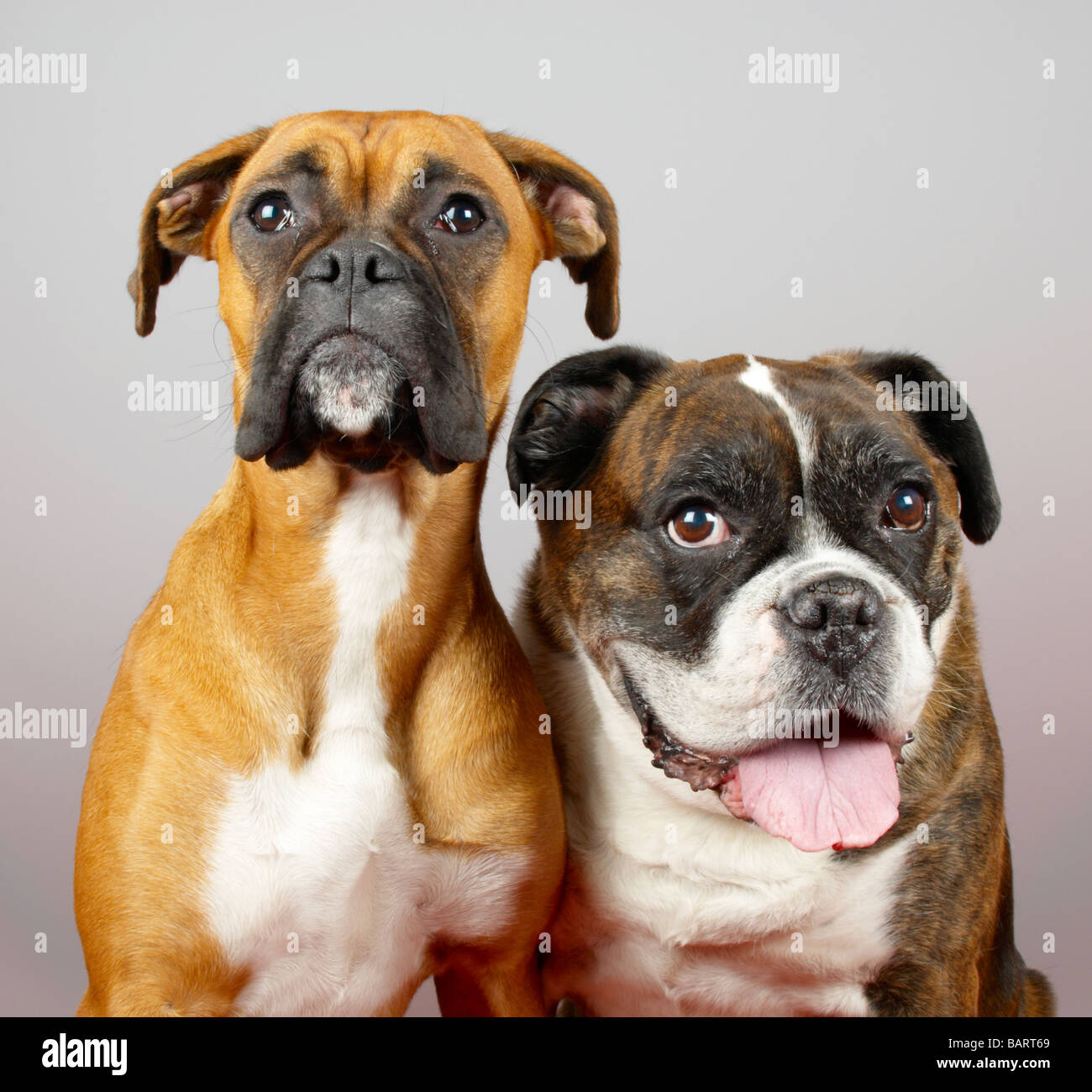 Well behaved boxer hi-res stock photography and images - Alamy