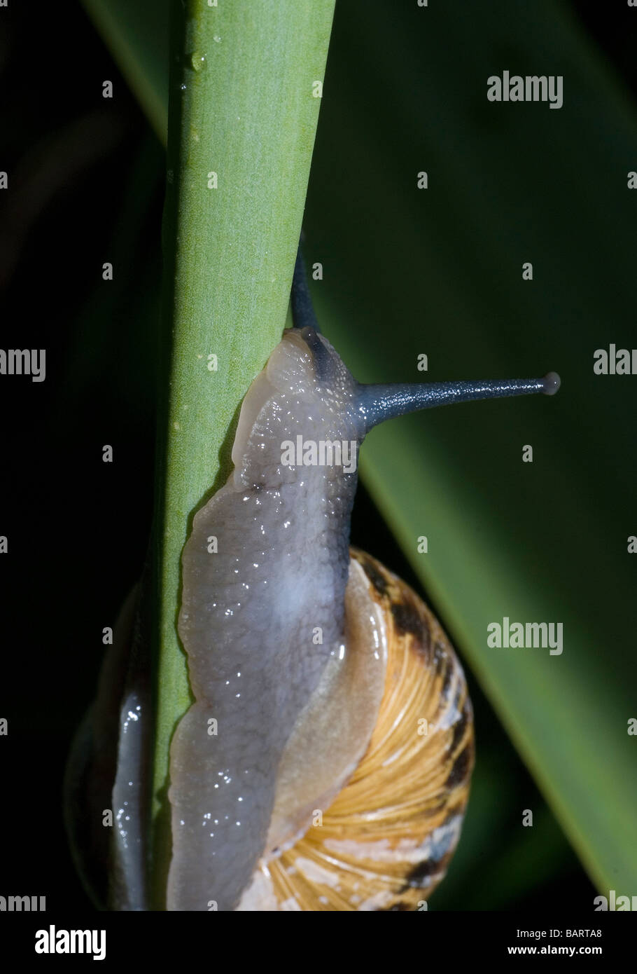 Garden snail on Yucca plant Stock Photo - Alamy