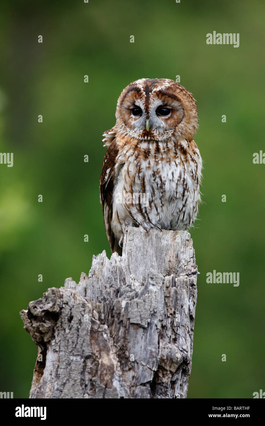 Owl on stump hi-res stock photography and images - Alamy