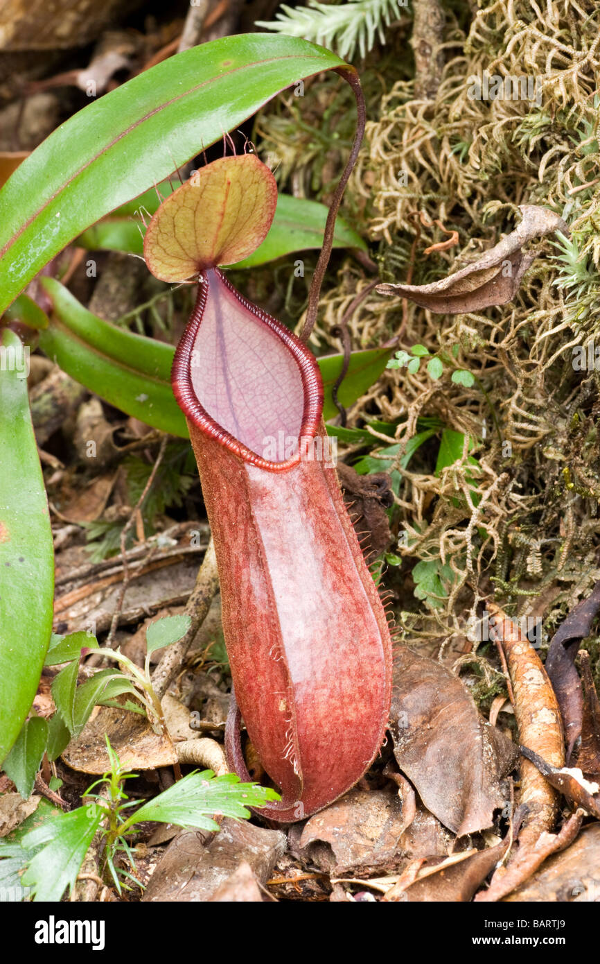Kinabalu park pitcher plant hi-res stock photography and images - Alamy