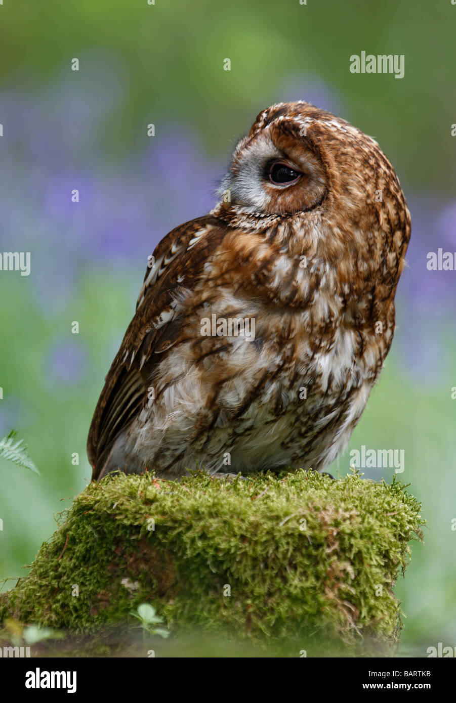Tawny Owl Strix aluco in Bluebells Stock Photo - Alamy