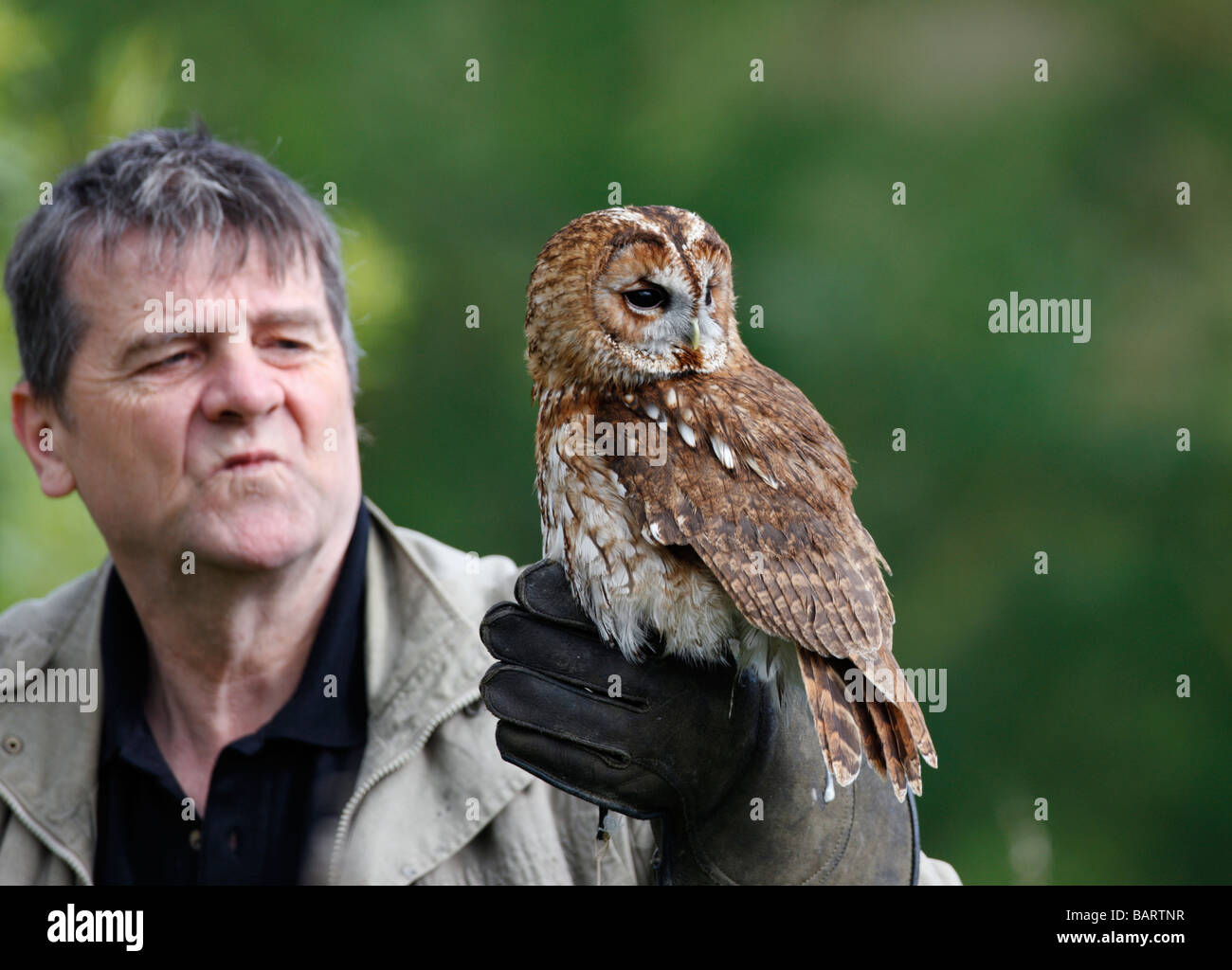 Tawny Owl Strix aluco with handler captive Stock Photo - Alamy